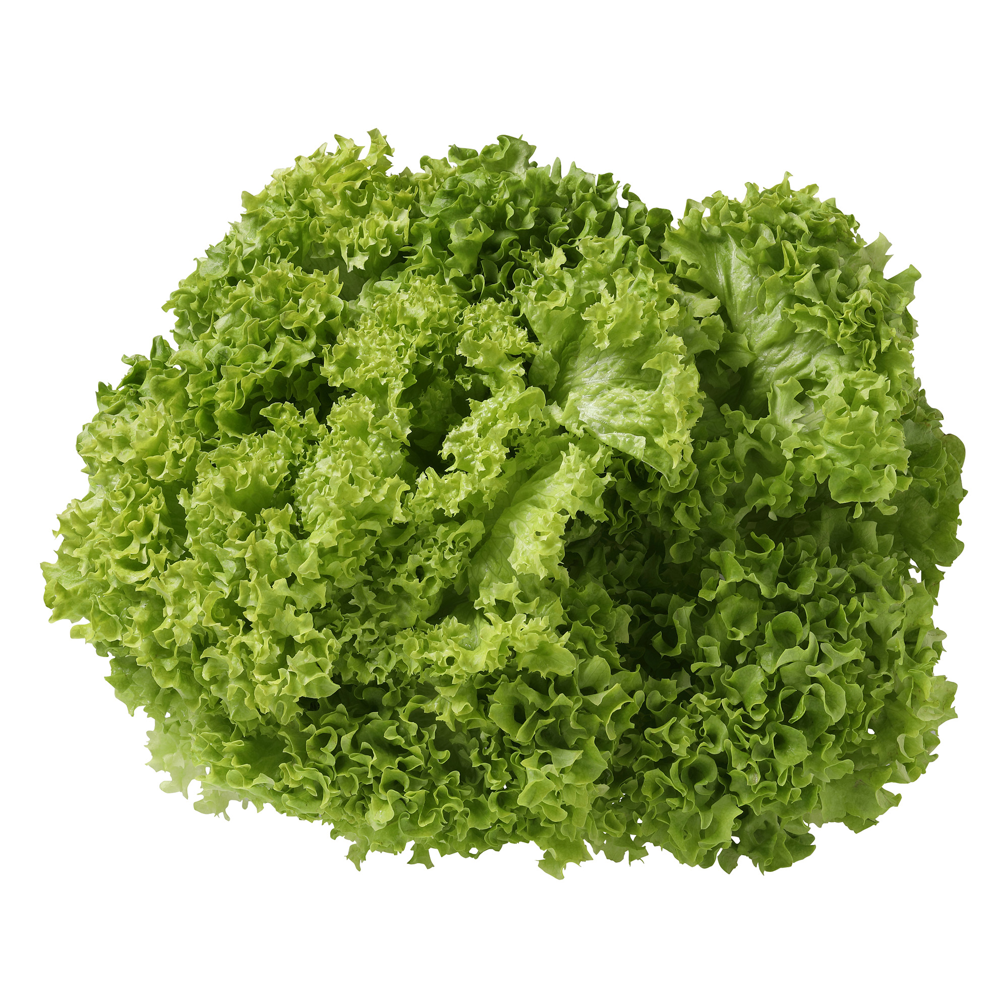 Schweizer Lollosalat grün pro Stück, SUISSE GARANTIE | ALDI-now